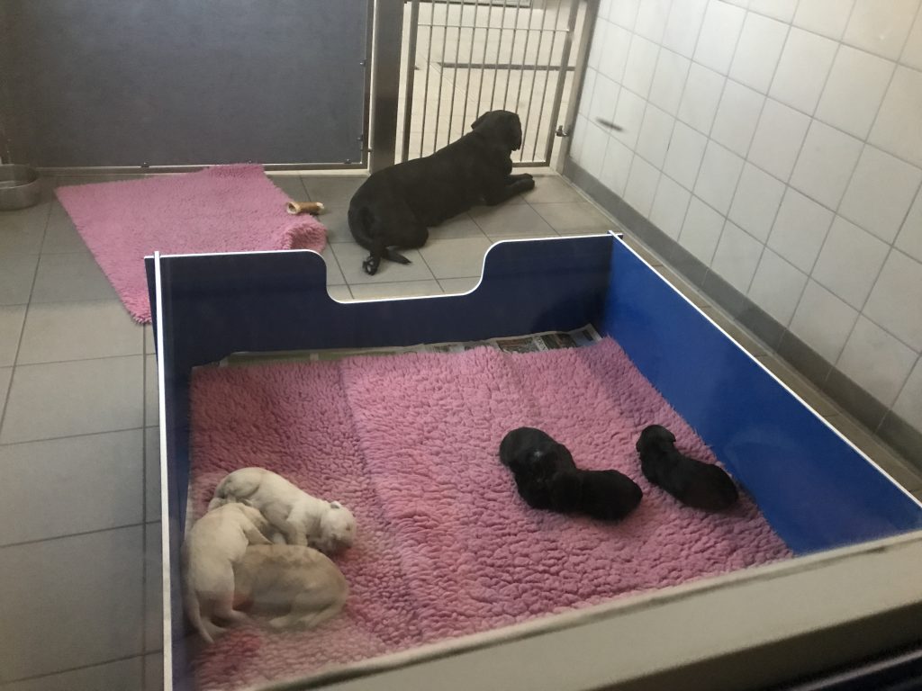 guide dogs breeding centre tour | Take it From Mummy